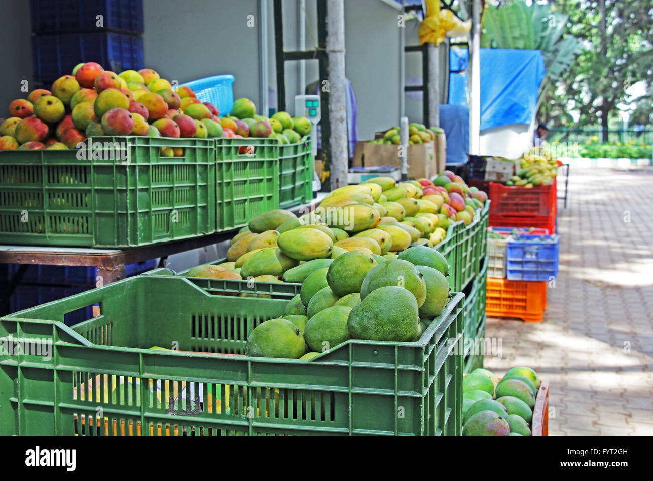 Sale of Ripe Indian Mangoes. India produces a great variety of mangoes ...