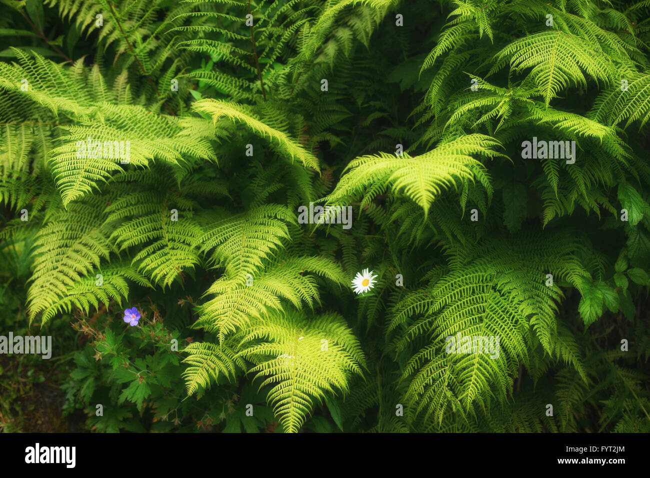 Green fern background Stock Photo - Alamy