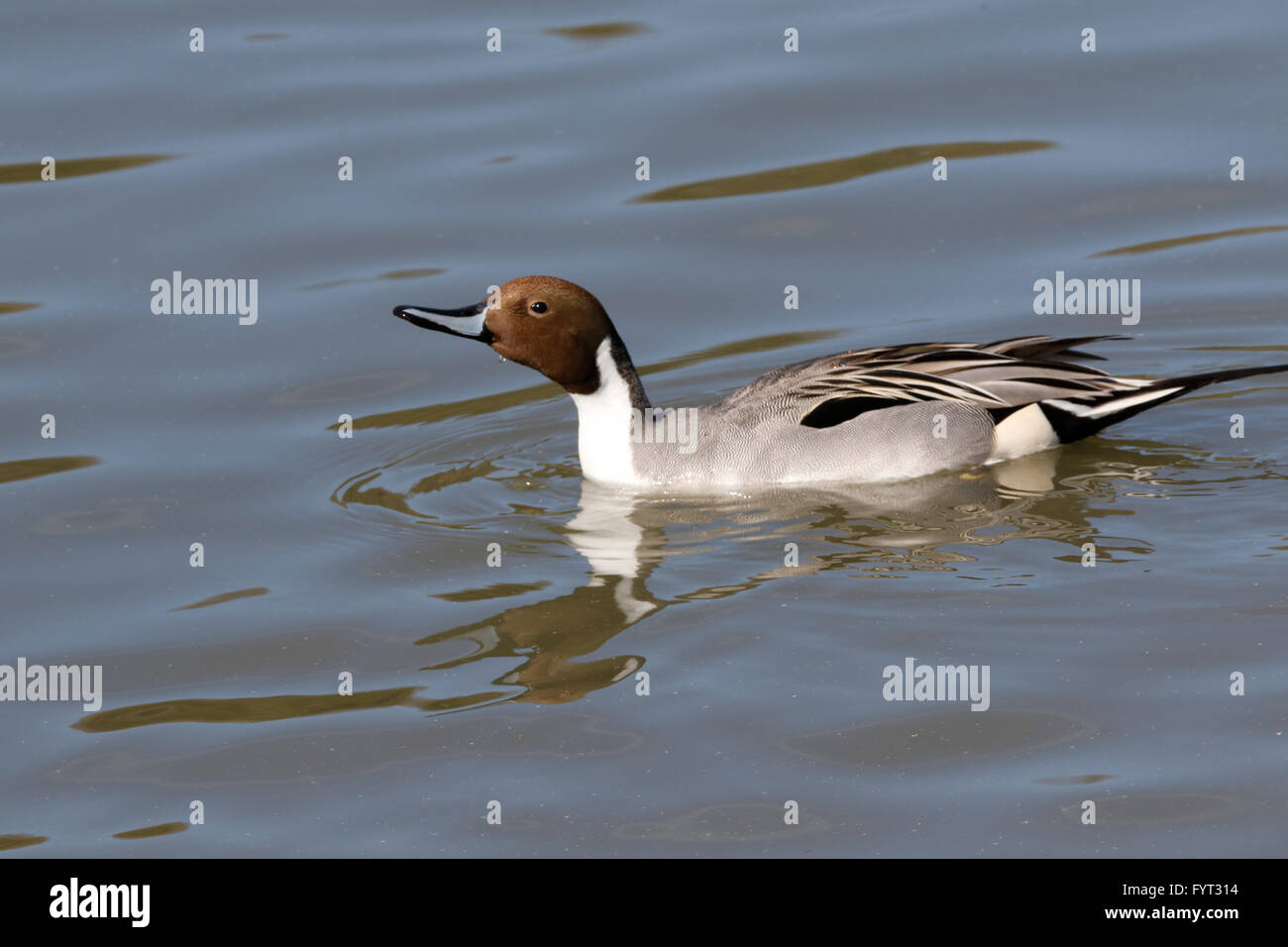 Northern Pintail Duck. The pintail or northern pintail is a duck that ...