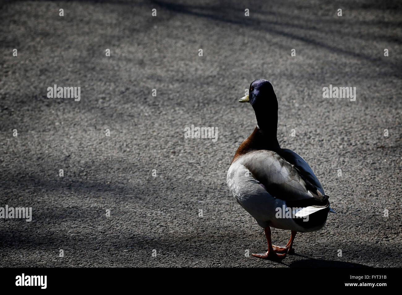 Duck walking hi-res stock photography and images - Alamy