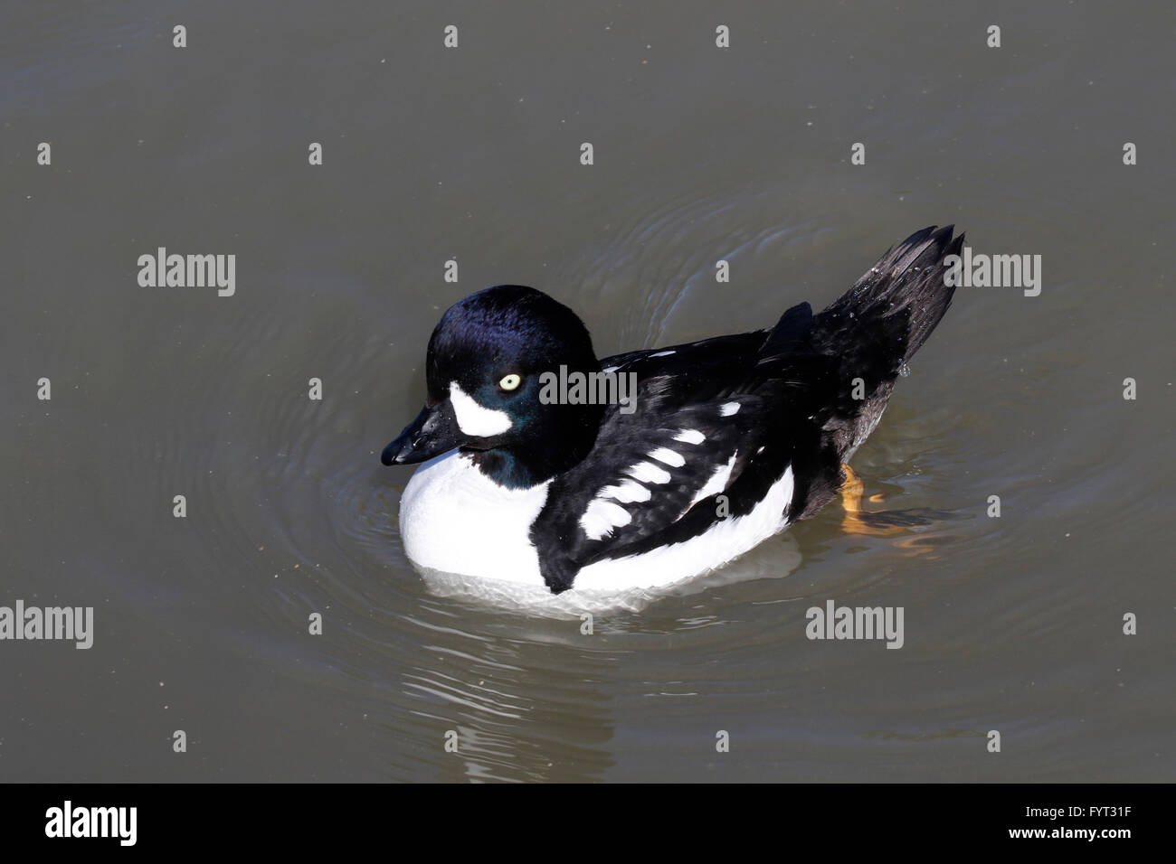 Barrows goldeneye duck Stock Photo - Alamy