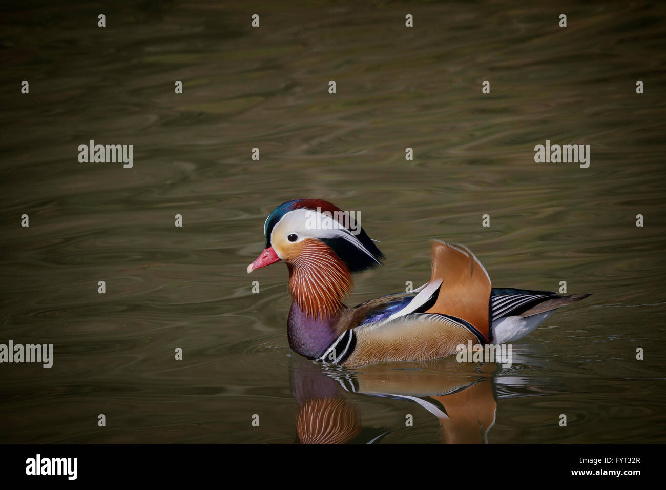 Duck markings hi-res stock photography and images - Alamy
