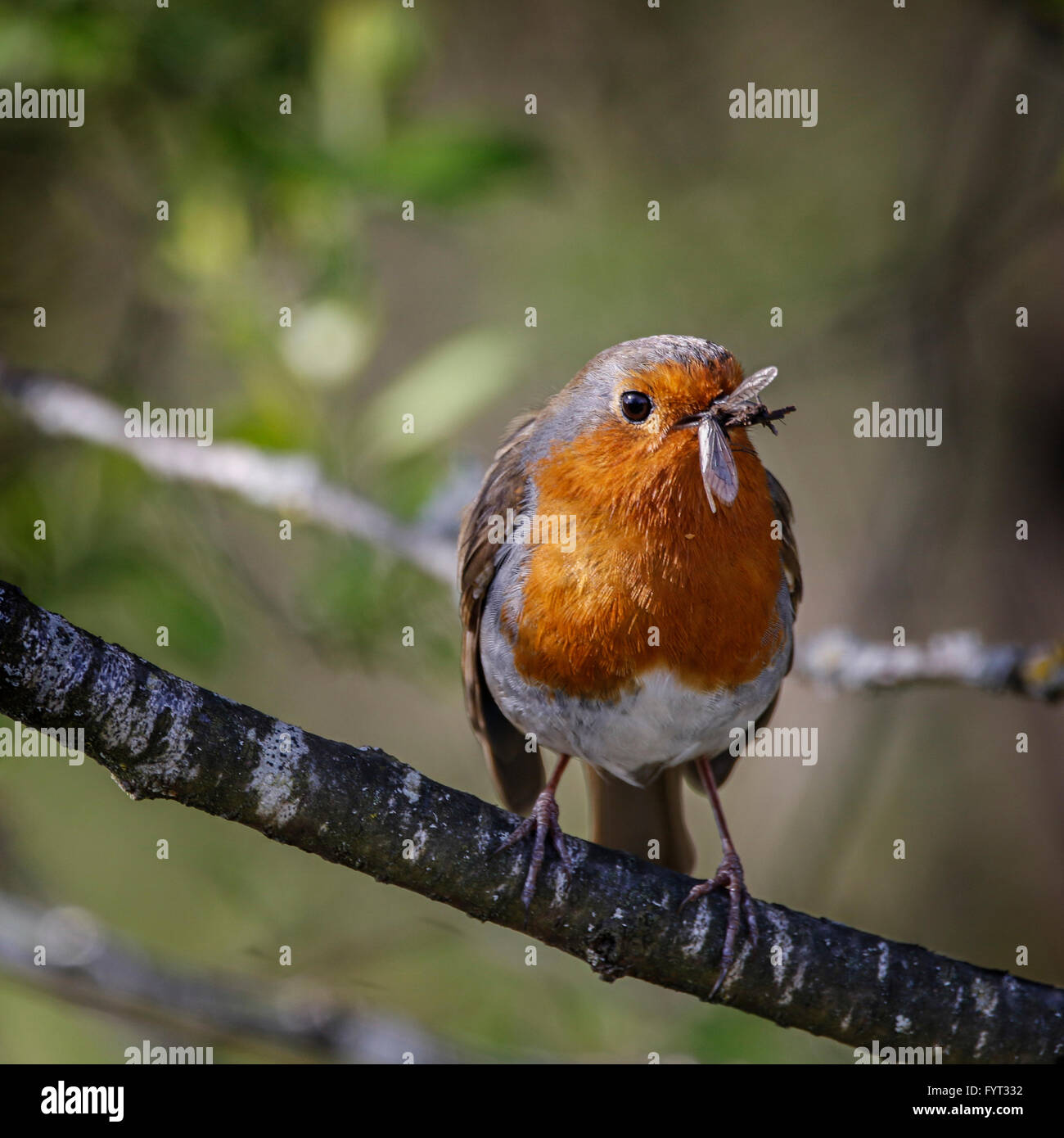 British Robin with fly in mouth Stock Photo - Alamy