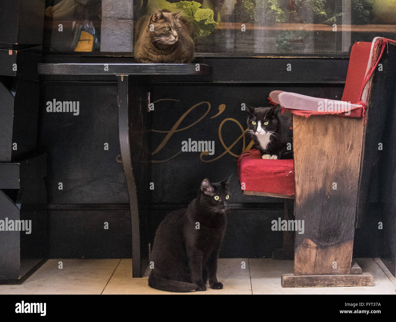 Three cats hi-res stock photography and images - Alamy