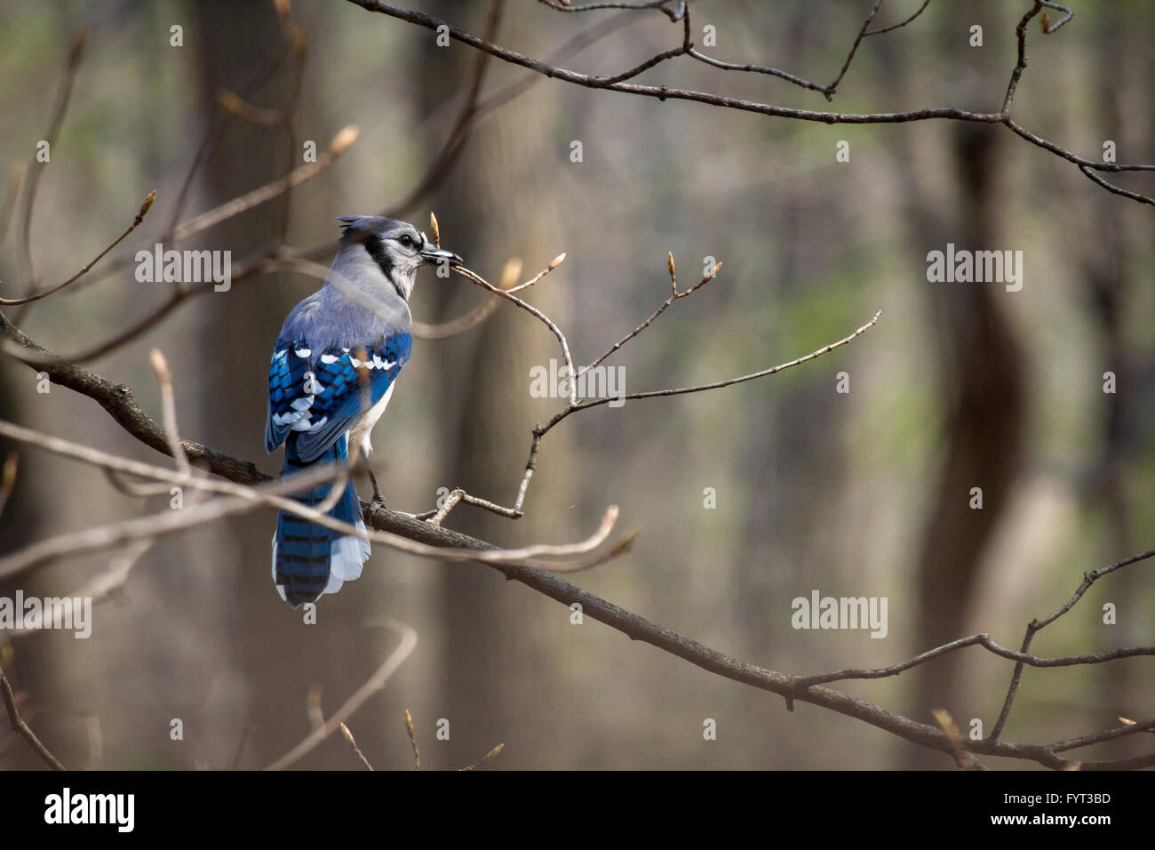Pretty blue jay on branch early spring in habitat Stock Photo - Alamy