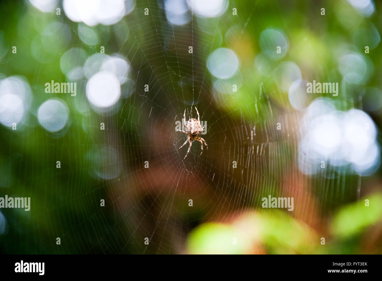 Spider and its web Stock Photo - Alamy