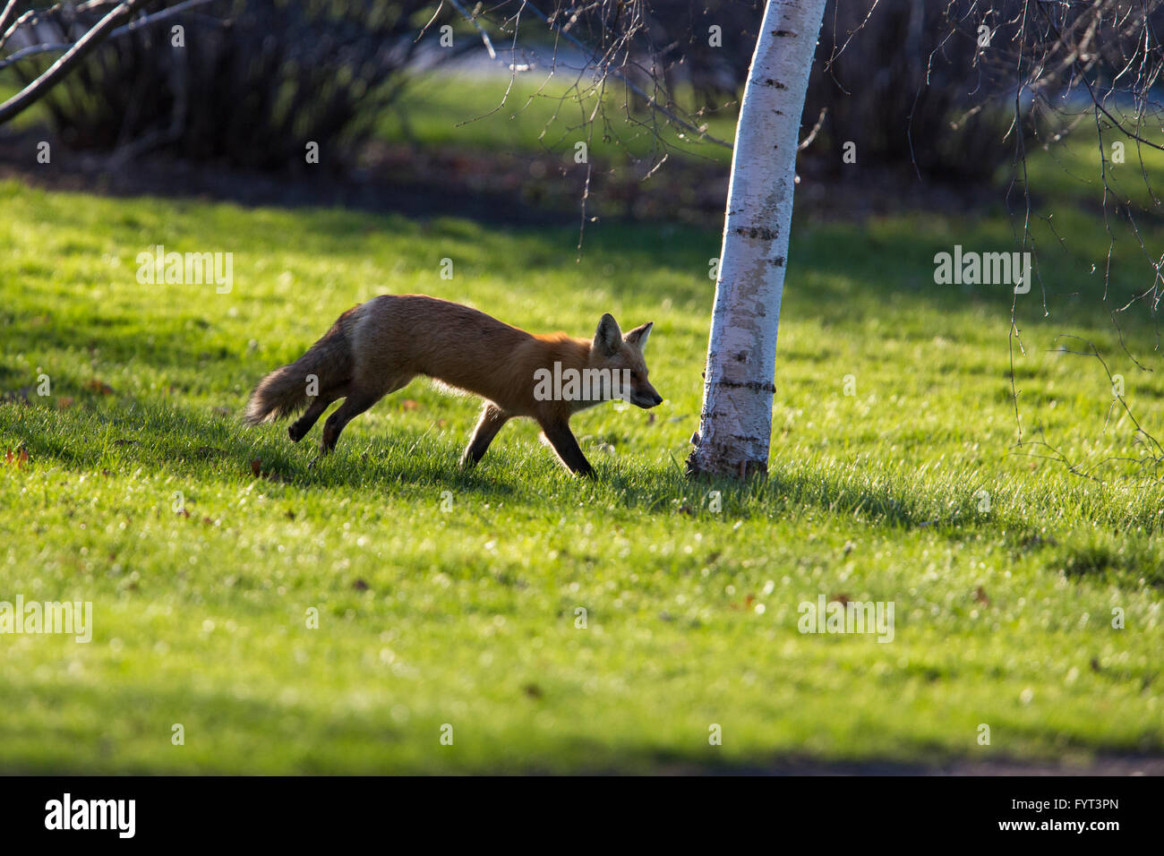 Red fox family in spring Stock Photo - Alamy