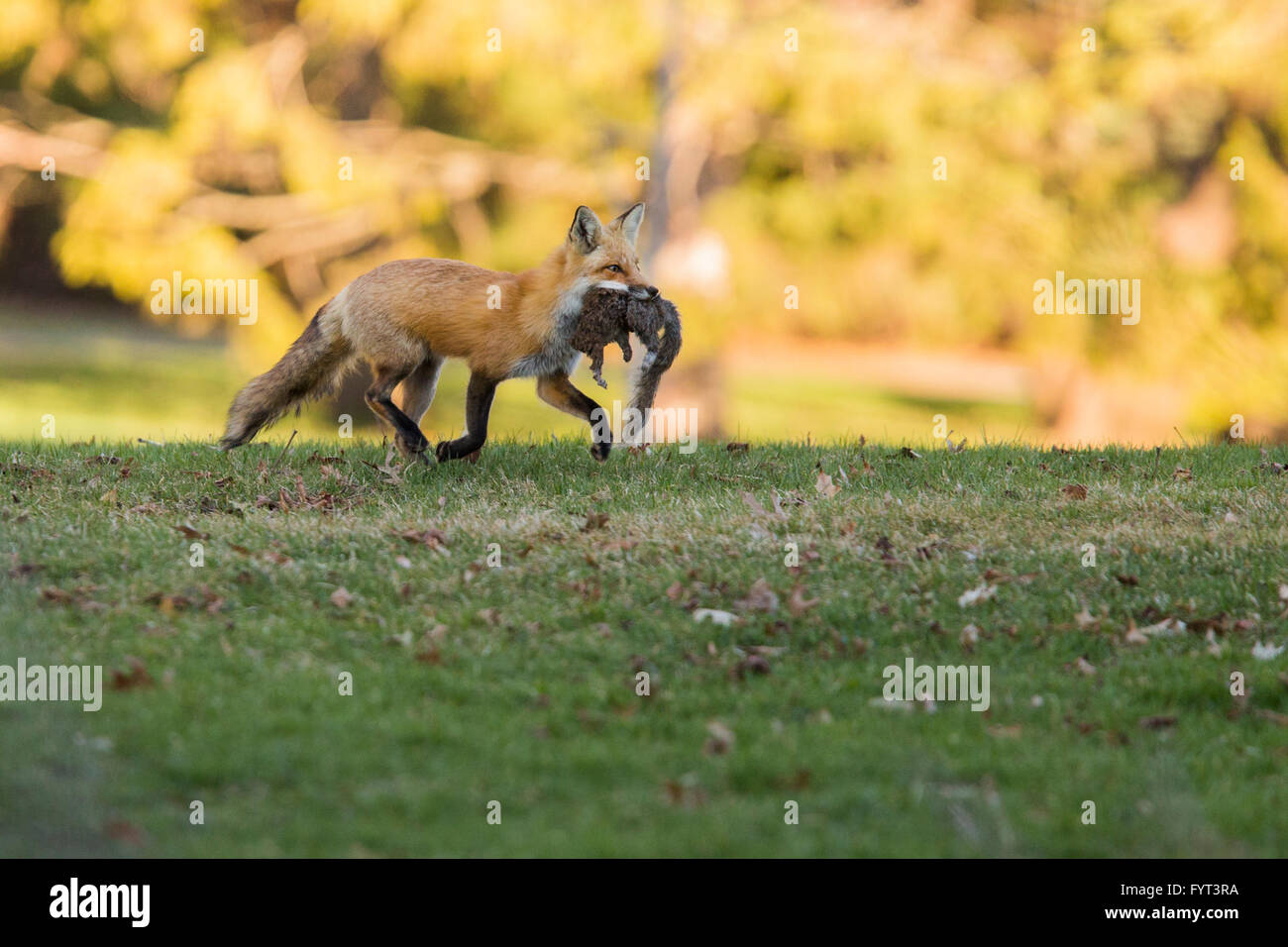 Red fox family in spring Stock Photo - Alamy