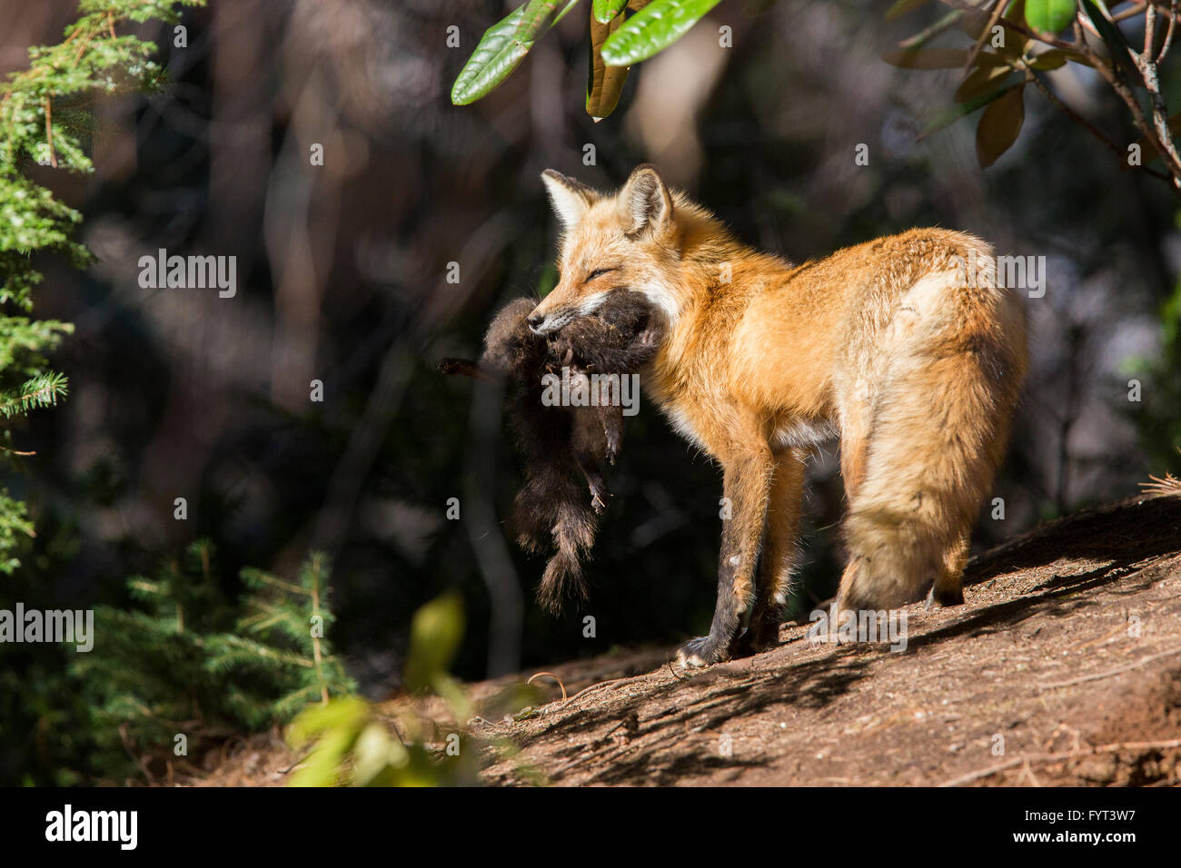 Red fox family in spring Stock Photo - Alamy