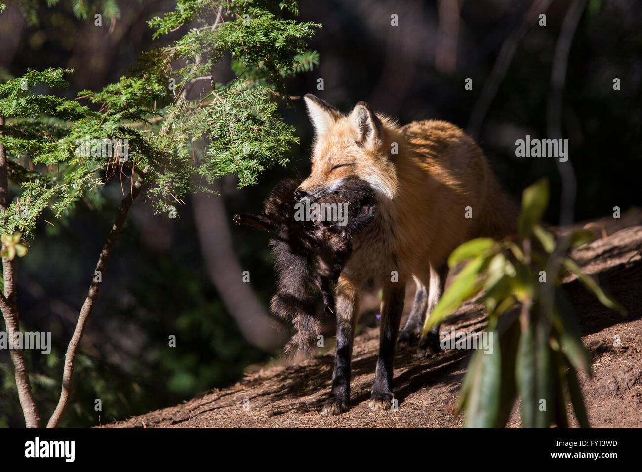 Red fox family in spring Stock Photo - Alamy