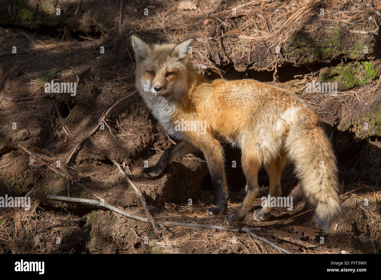 Red fox family in spring Stock Photo - Alamy