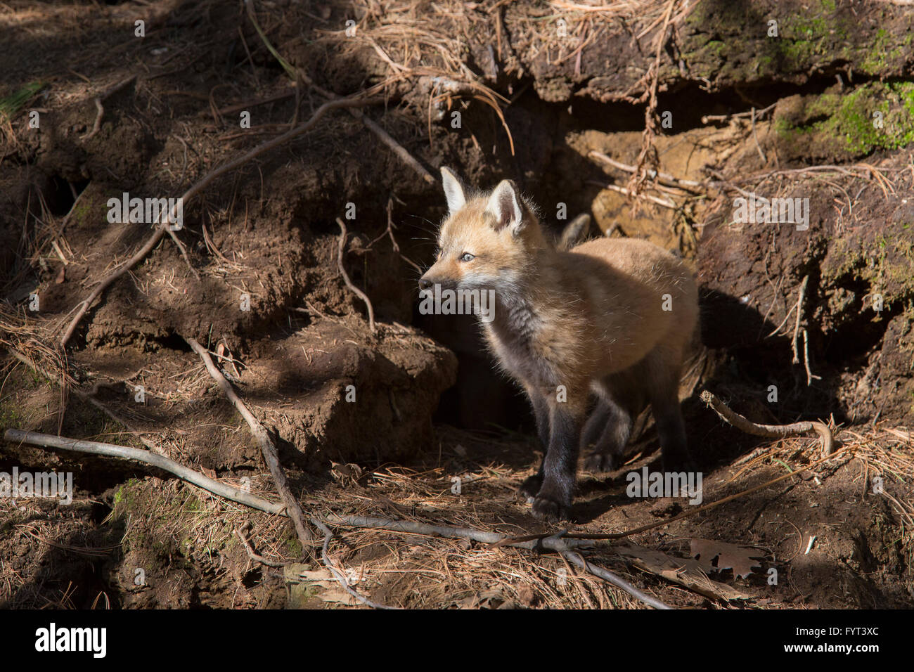 Red fox family in spring Stock Photo - Alamy