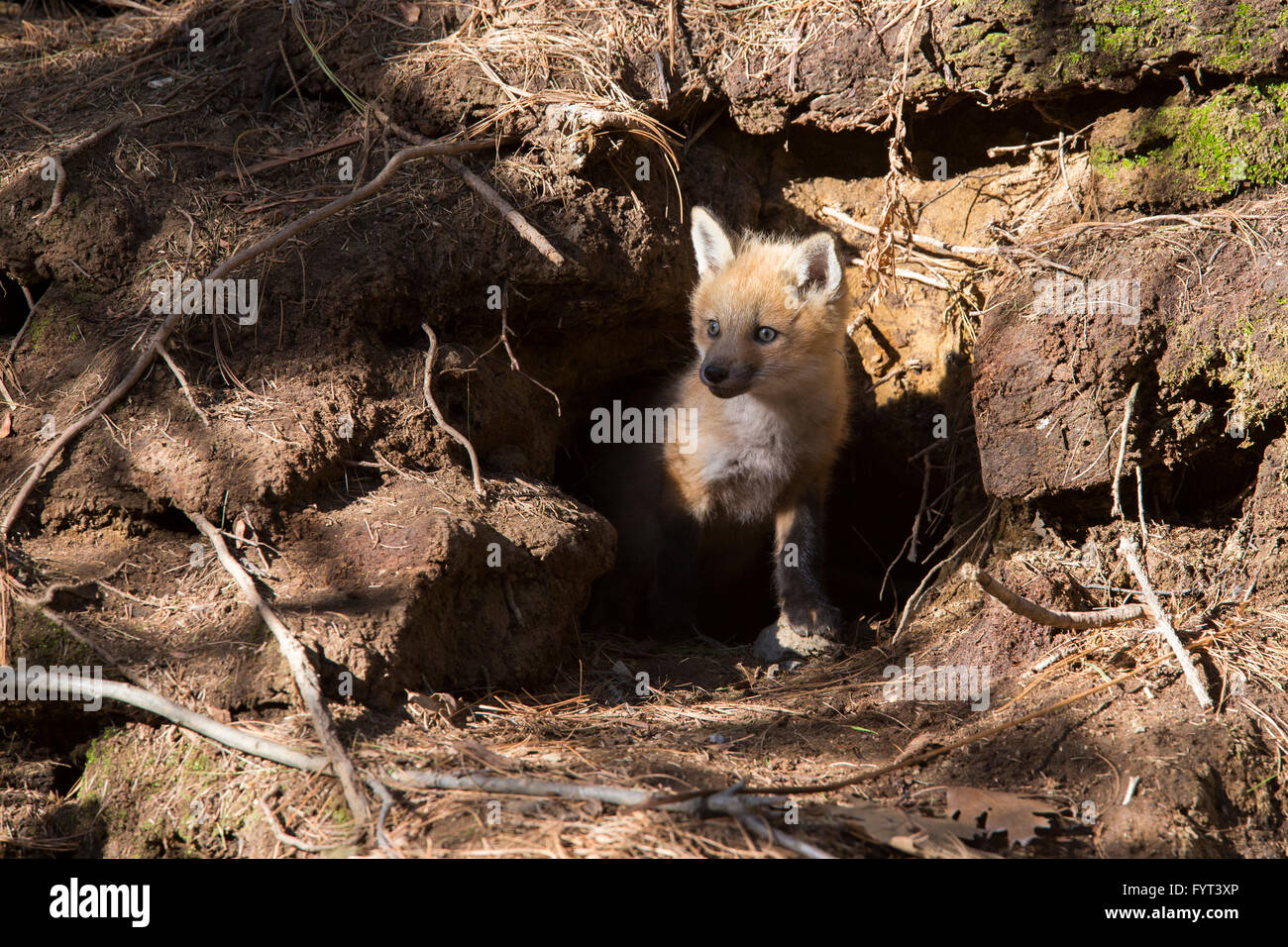 Red fox family in spring Stock Photo - Alamy