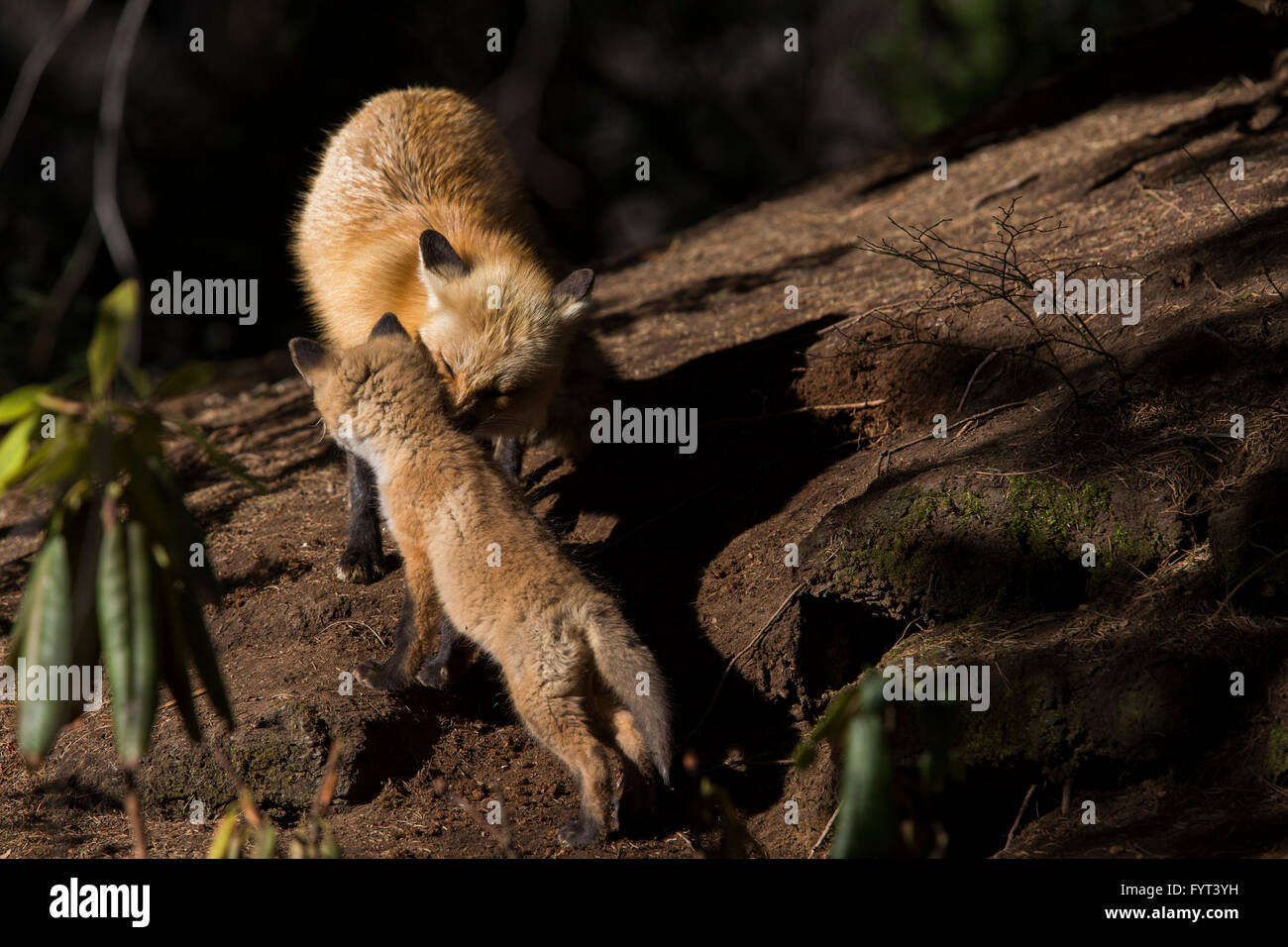 Red fox family in spring Stock Photo - Alamy