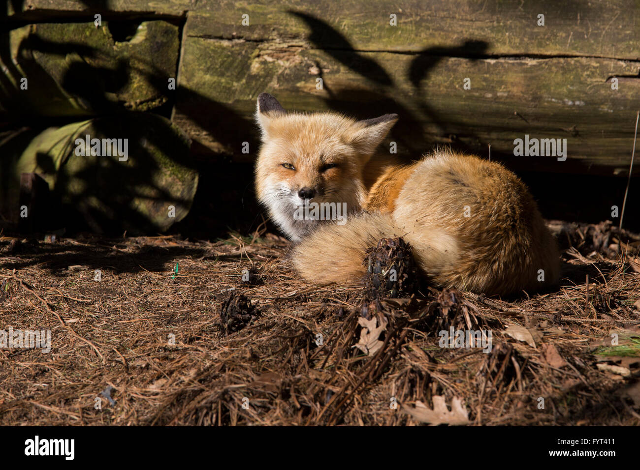 Red fox family in spring Stock Photo - Alamy