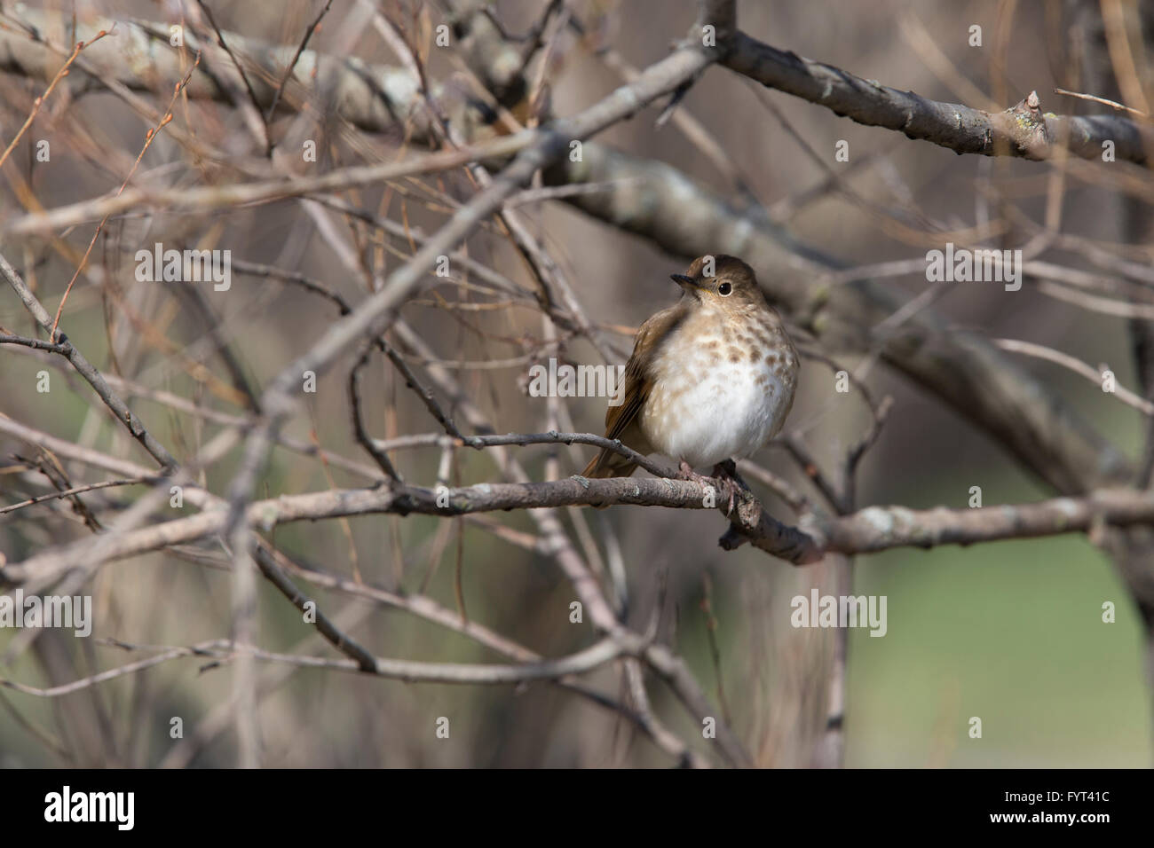 Catharus fuscescens hi-res stock photography and images - Alamy
