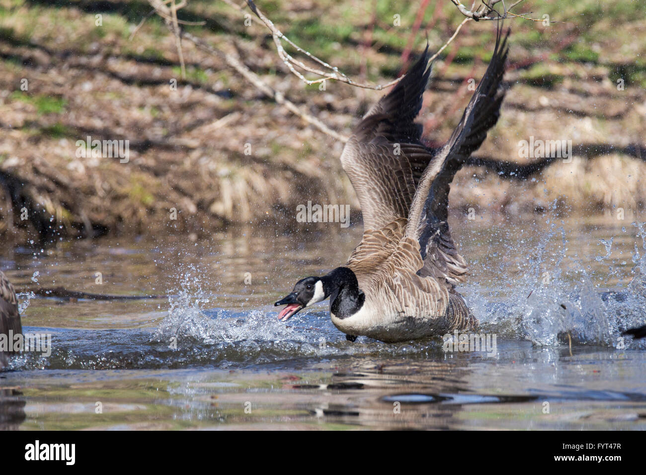 Landing and screaming, territorial male Canada Goose (Branta canadensis ...