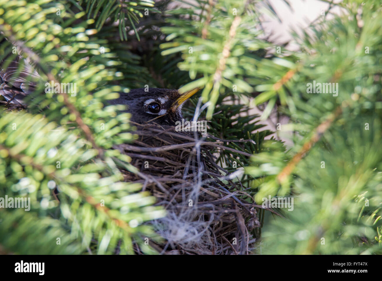 American robin nest hi-res stock photography and images - Alamy