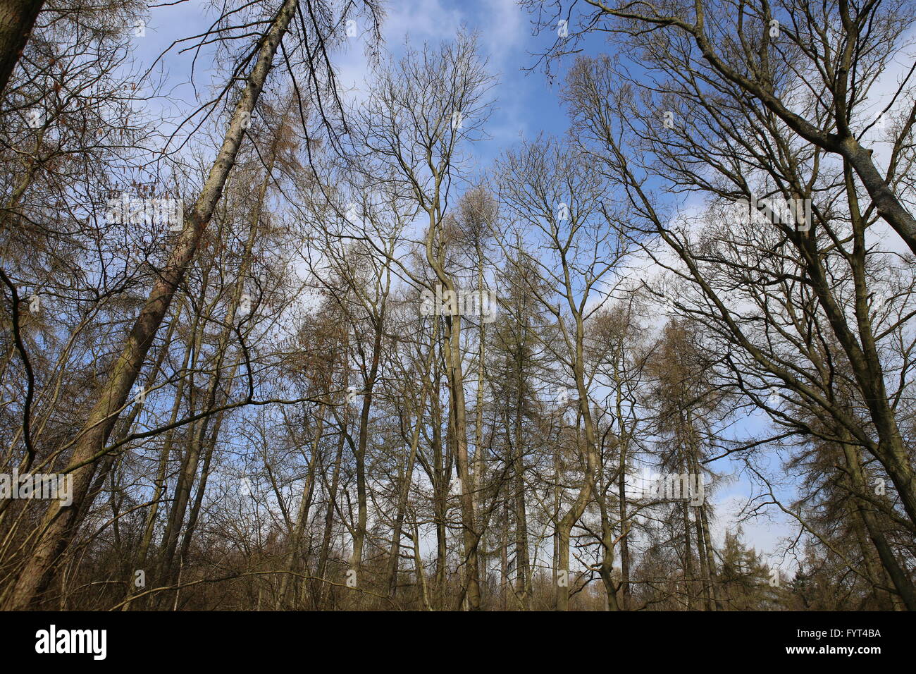 Bourne wood lincolnshire hi-res stock photography and images - Alamy