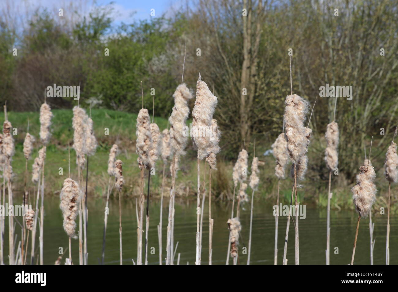 Bull Rushes - Bourne Lincs UK Stock Photo - Alamy