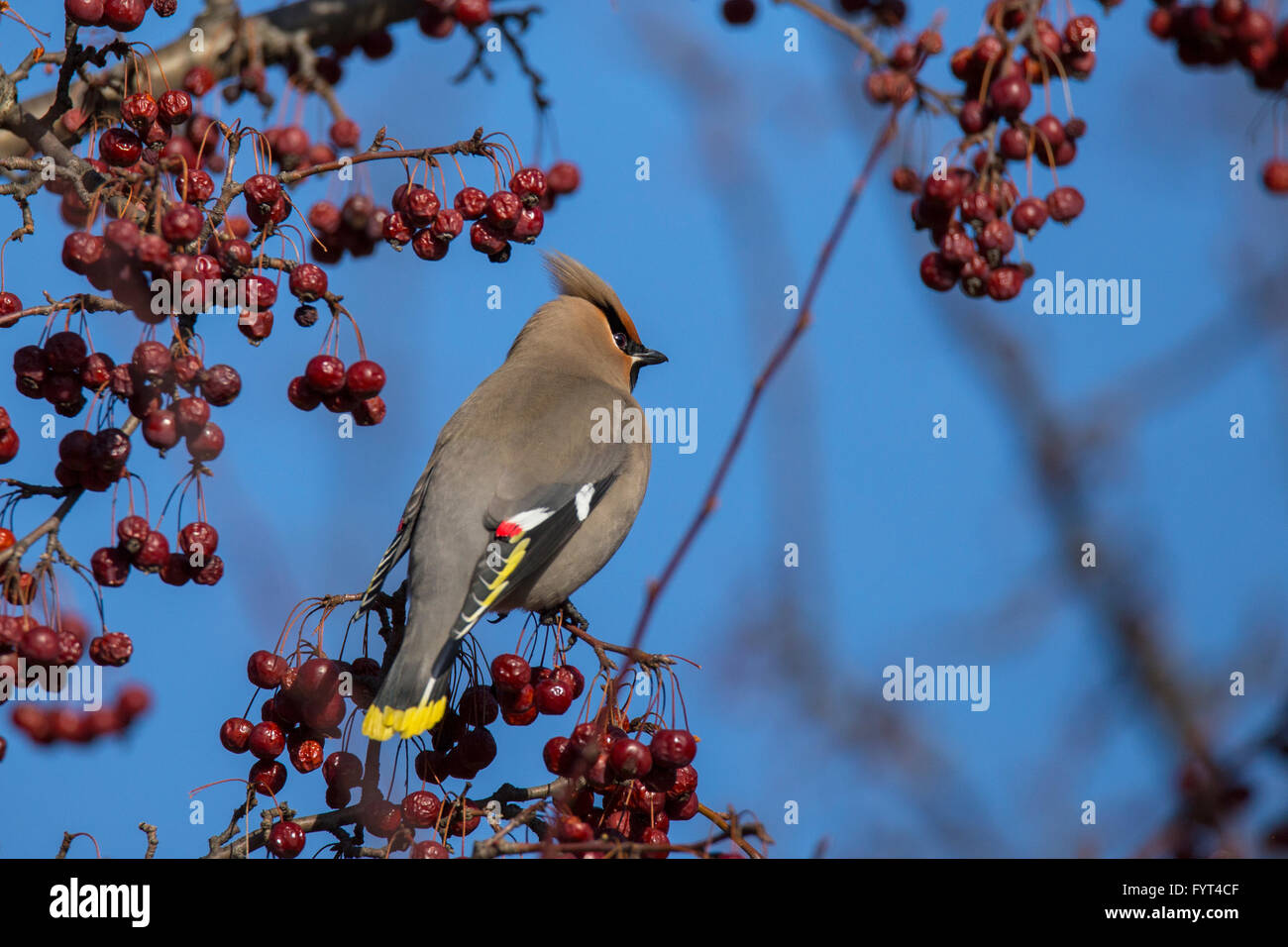 Bohemian waxwing bird berry hi-res stock photography and images - Alamy