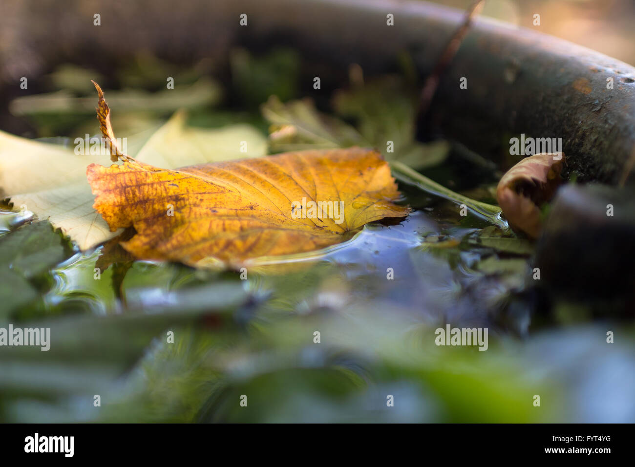 Season immersion hi-res stock photography and images - Alamy