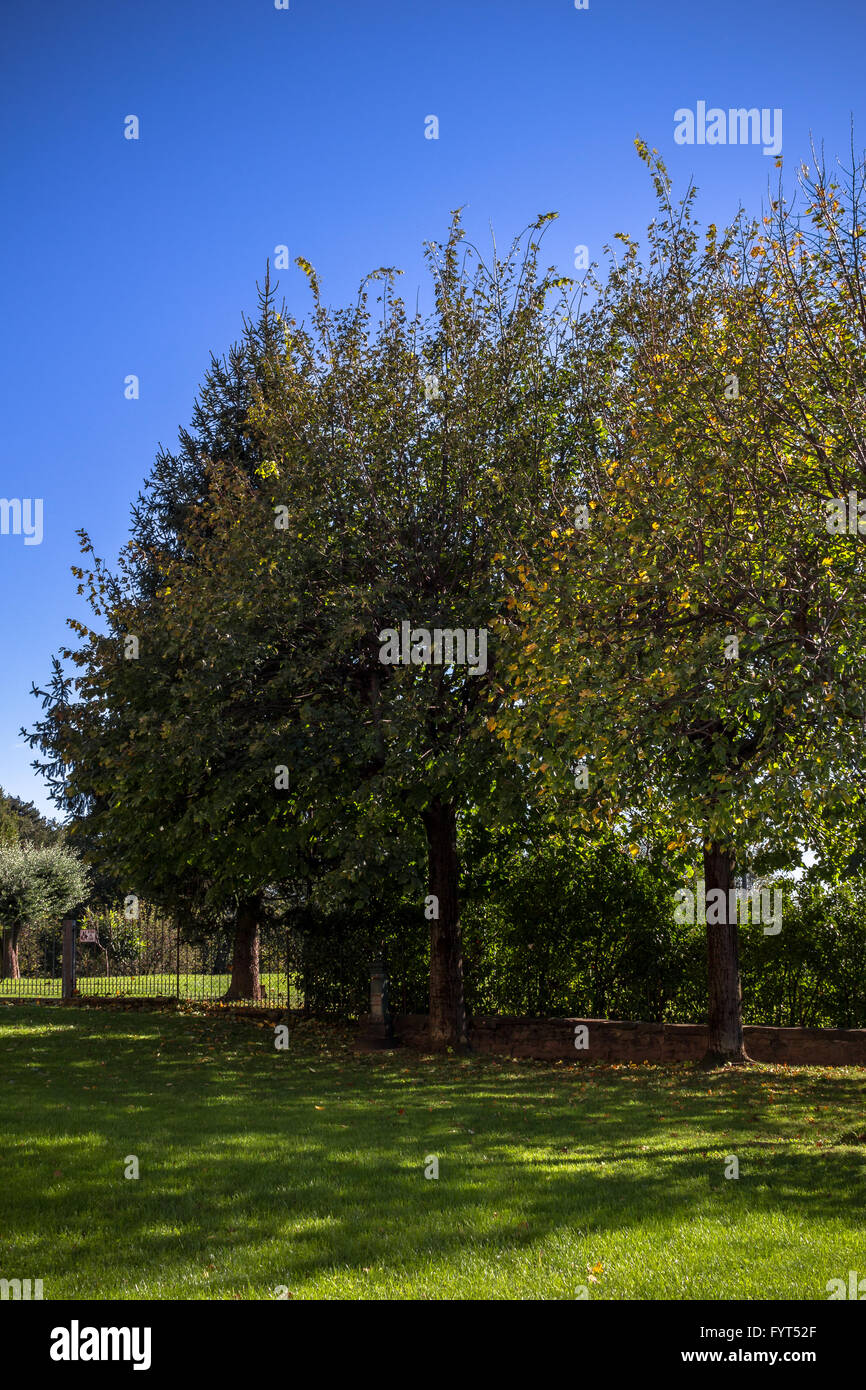 Secular plants hi-res stock photography and images - Alamy