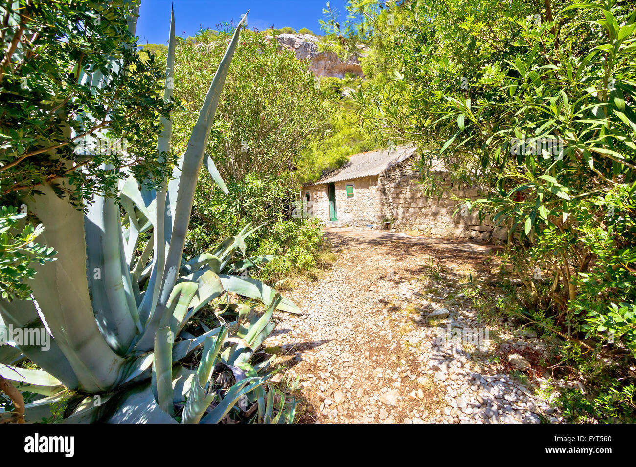 Jungle path hi-res stock photography and images - Alamy