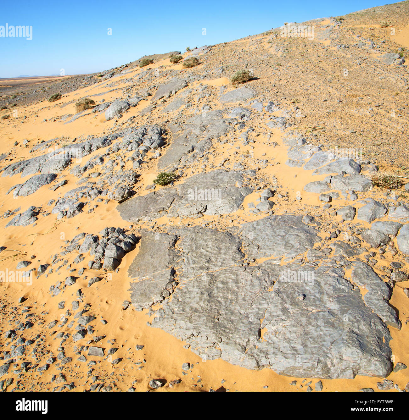 old fossil in the desert of morocco sahara and rock stone sky Stock ...