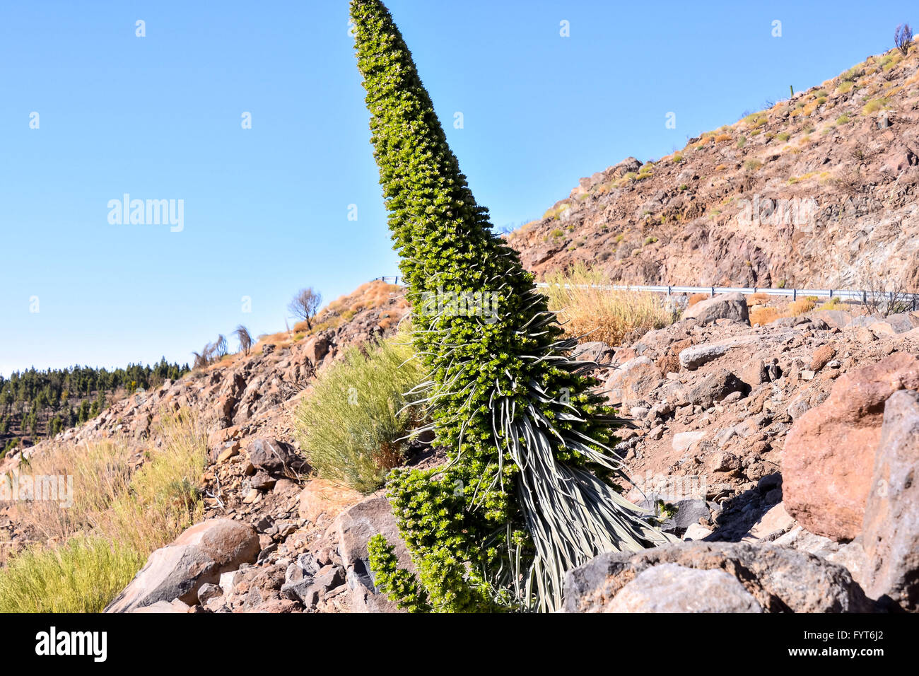 Tajinaste Flower of Tenerife Island Stock Photo - Alamy