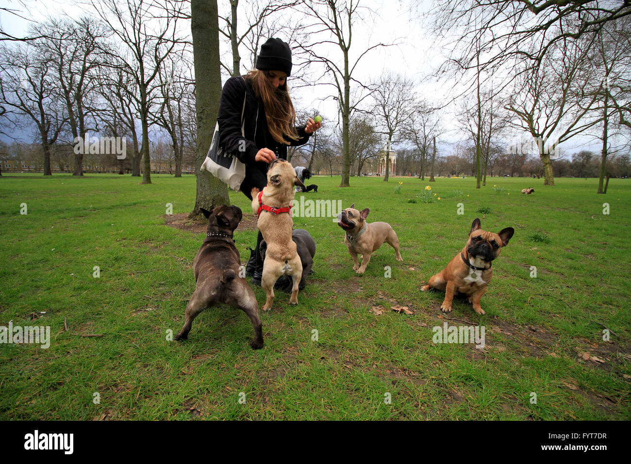 French Bulldog Easter egg hunt in Victoria Park. Featuring: Atmosphere ...