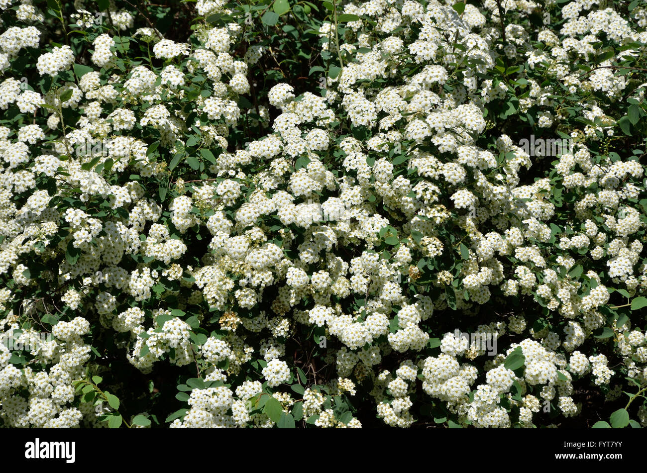 Bush with small white flowers hi-res stock photography and images - Alamy