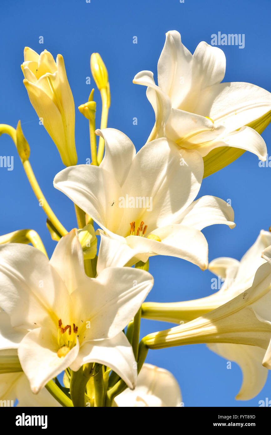 Flowwer bouquet hi-res stock photography and images - Alamy