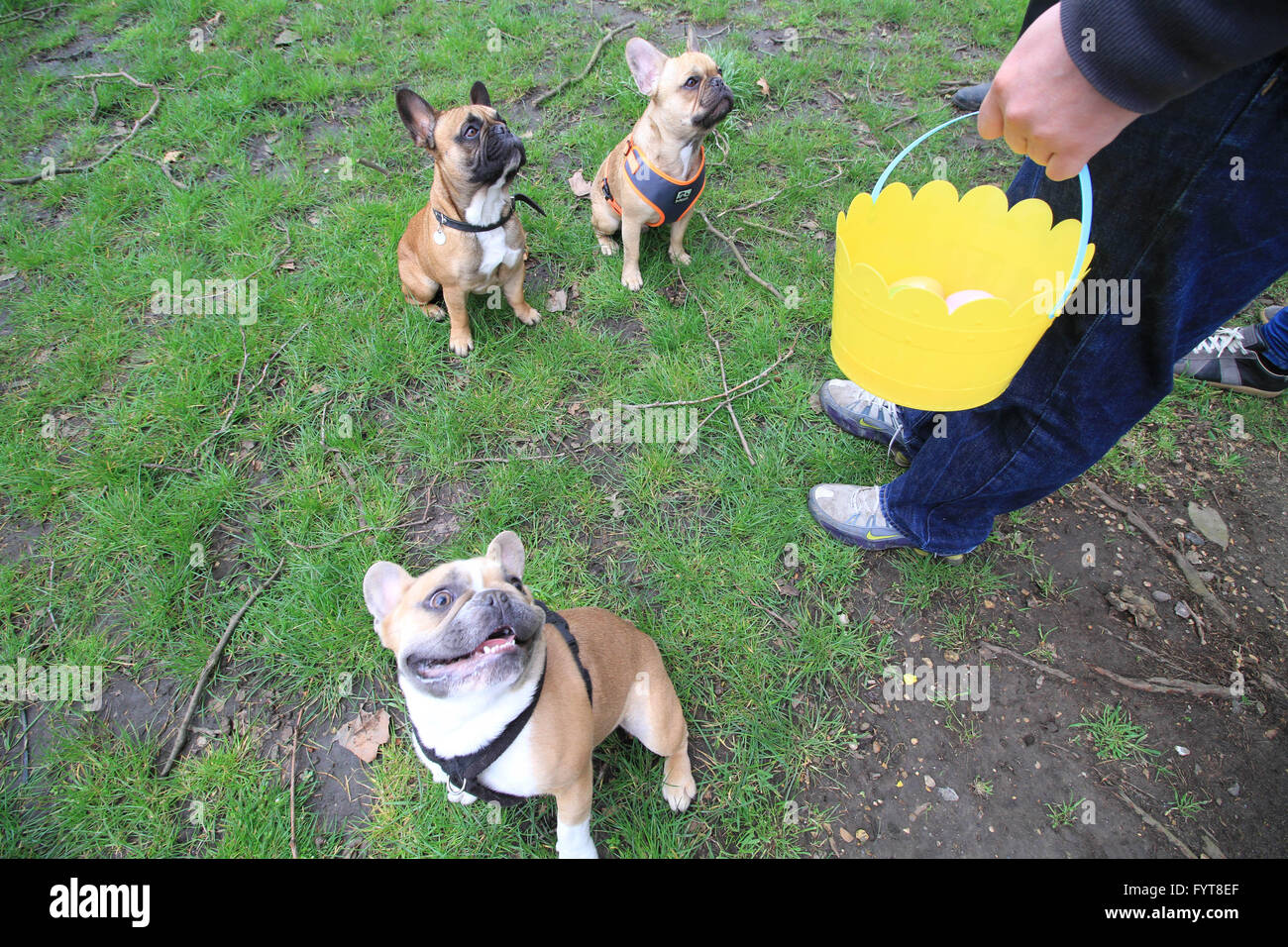 French Bulldog Easter egg hunt in Victoria Park. Featuring: Atmosphere ...