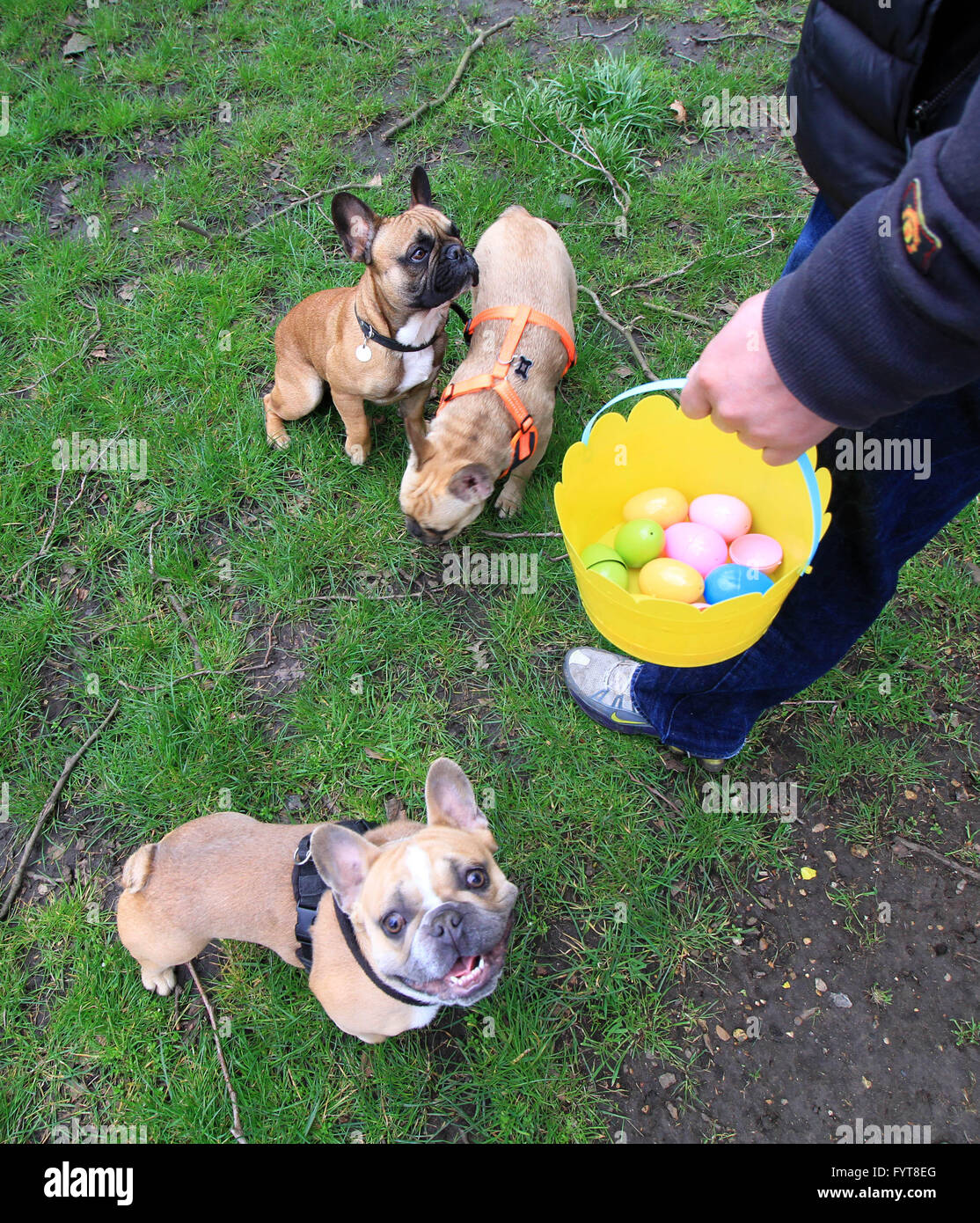 French Bulldog Easter egg hunt in Victoria Park. Featuring: Atmosphere ...