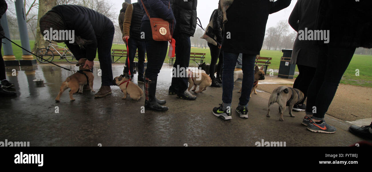 French Bulldog Easter egg hunt in Victoria Park. Featuring: Atmosphere ...
