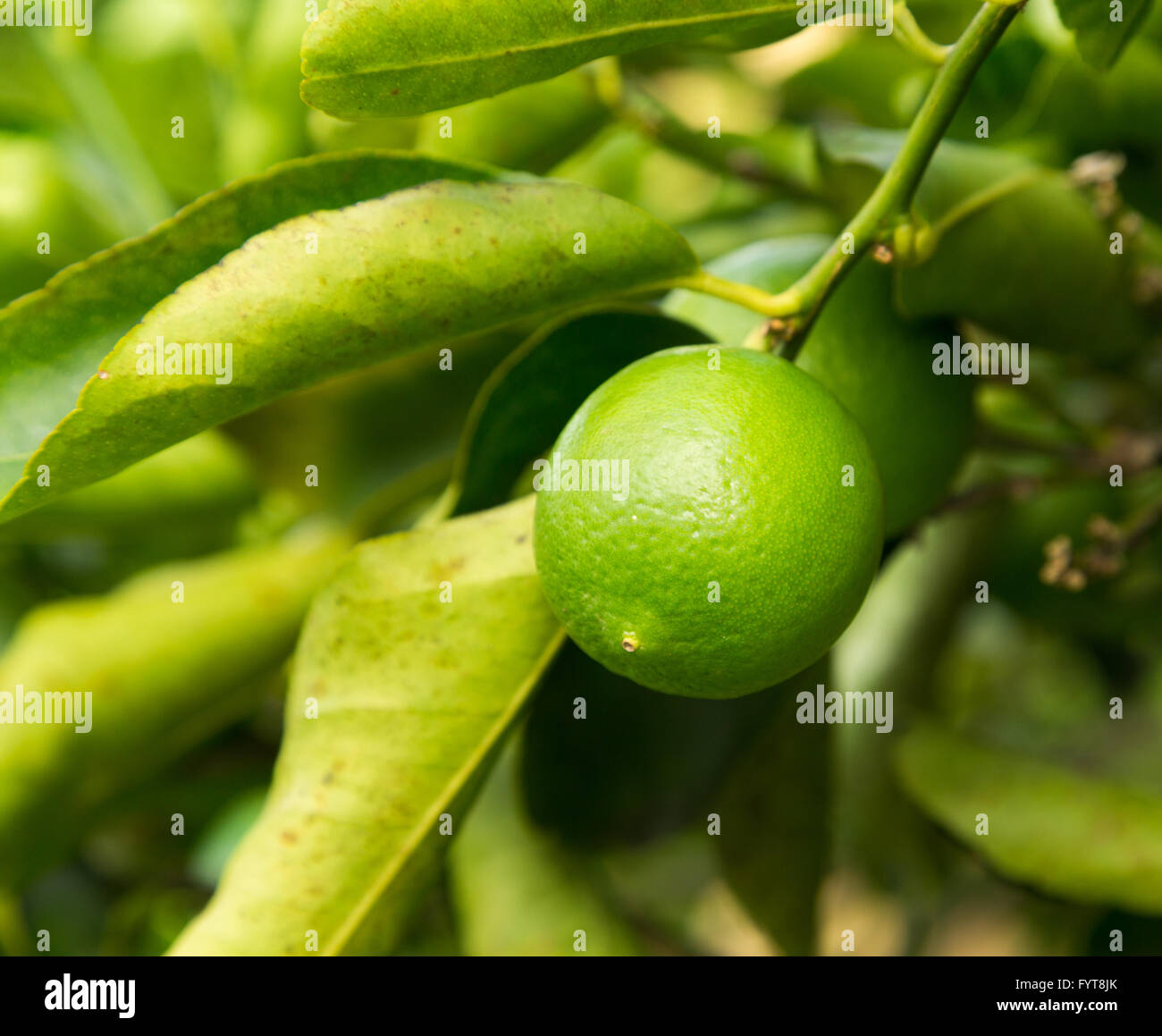 Tahitian or Persian Lime fruit growing in plantation in Kauai Stock ...