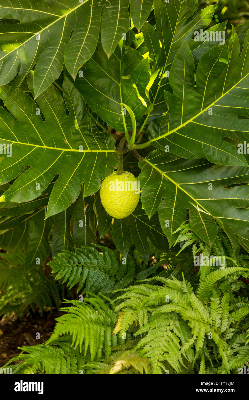 Breadfruit tree growing in plantation in Kauai Stock Photo - Alamy