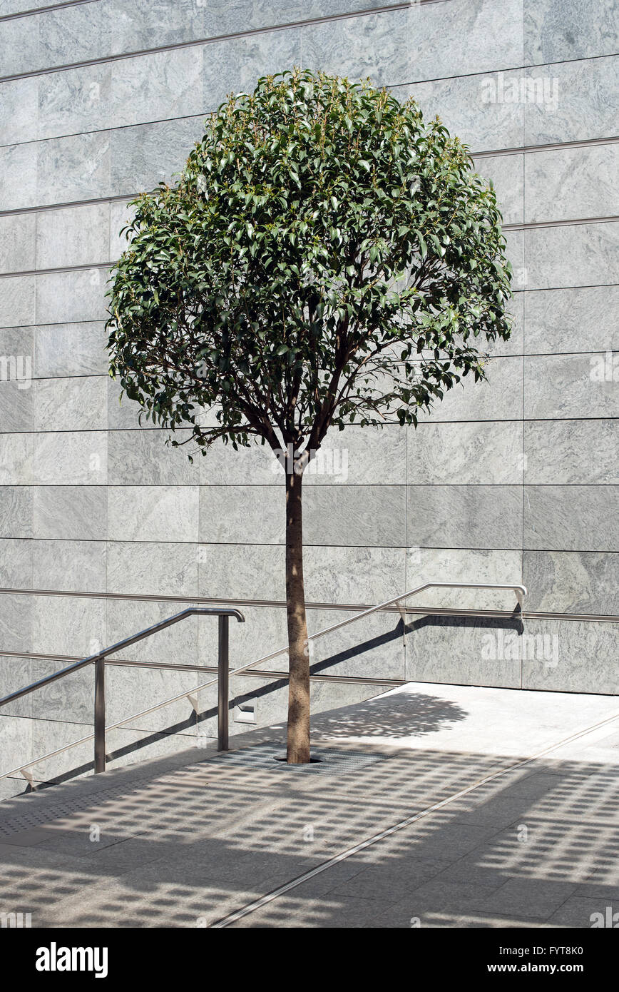 Small tree growing on a concrete landing on an outdoor urban staircase ...