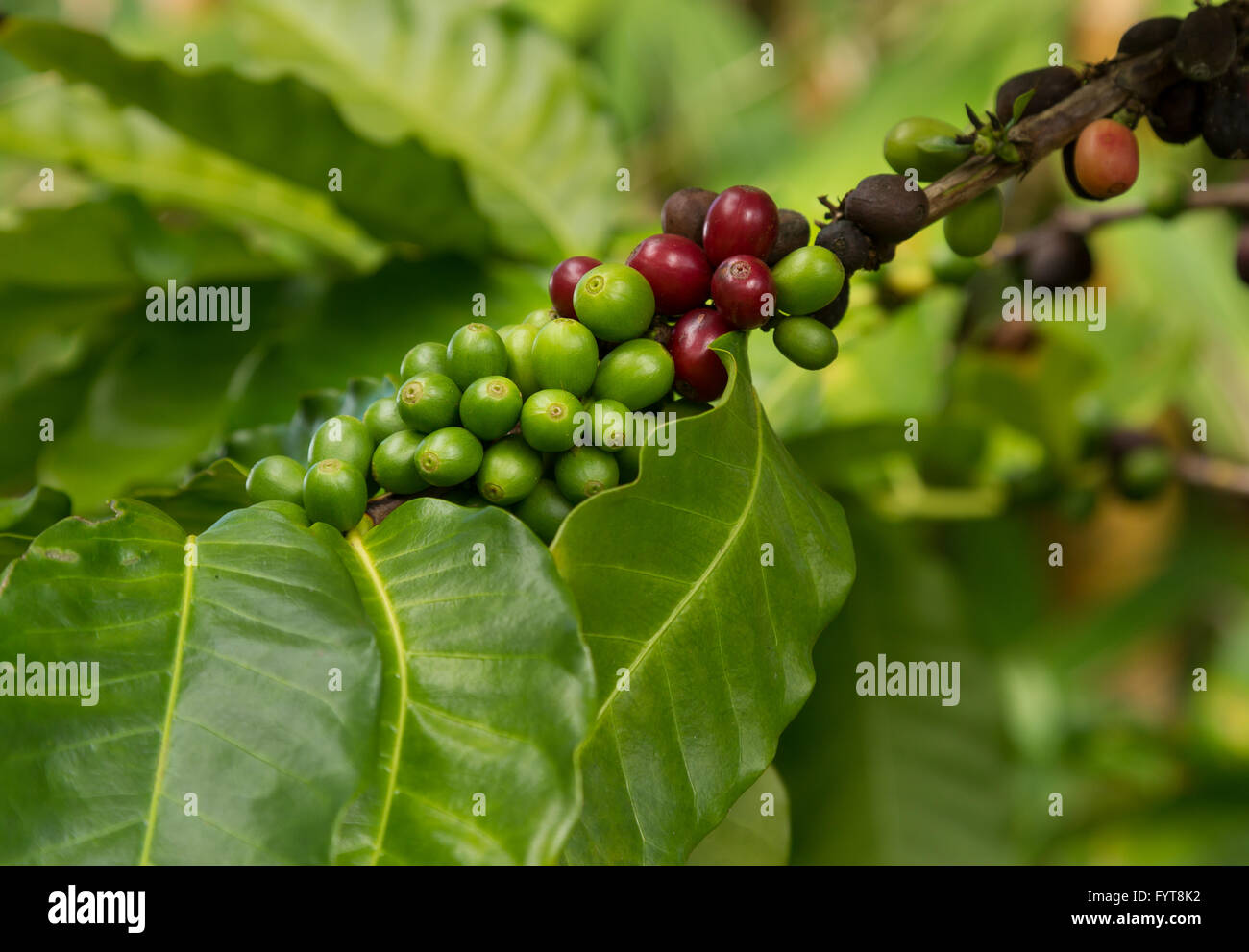 Hawaiian Kona Red coffee beans on tree growing in plantation in Kauai ...