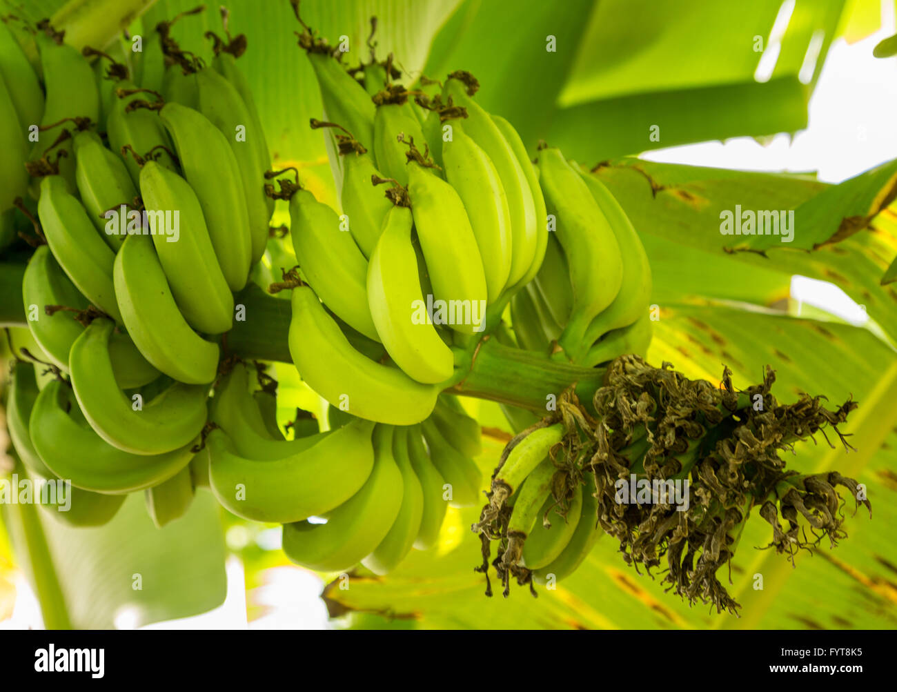 Bunch of green bananas on tree from below Stock Photo - Alamy