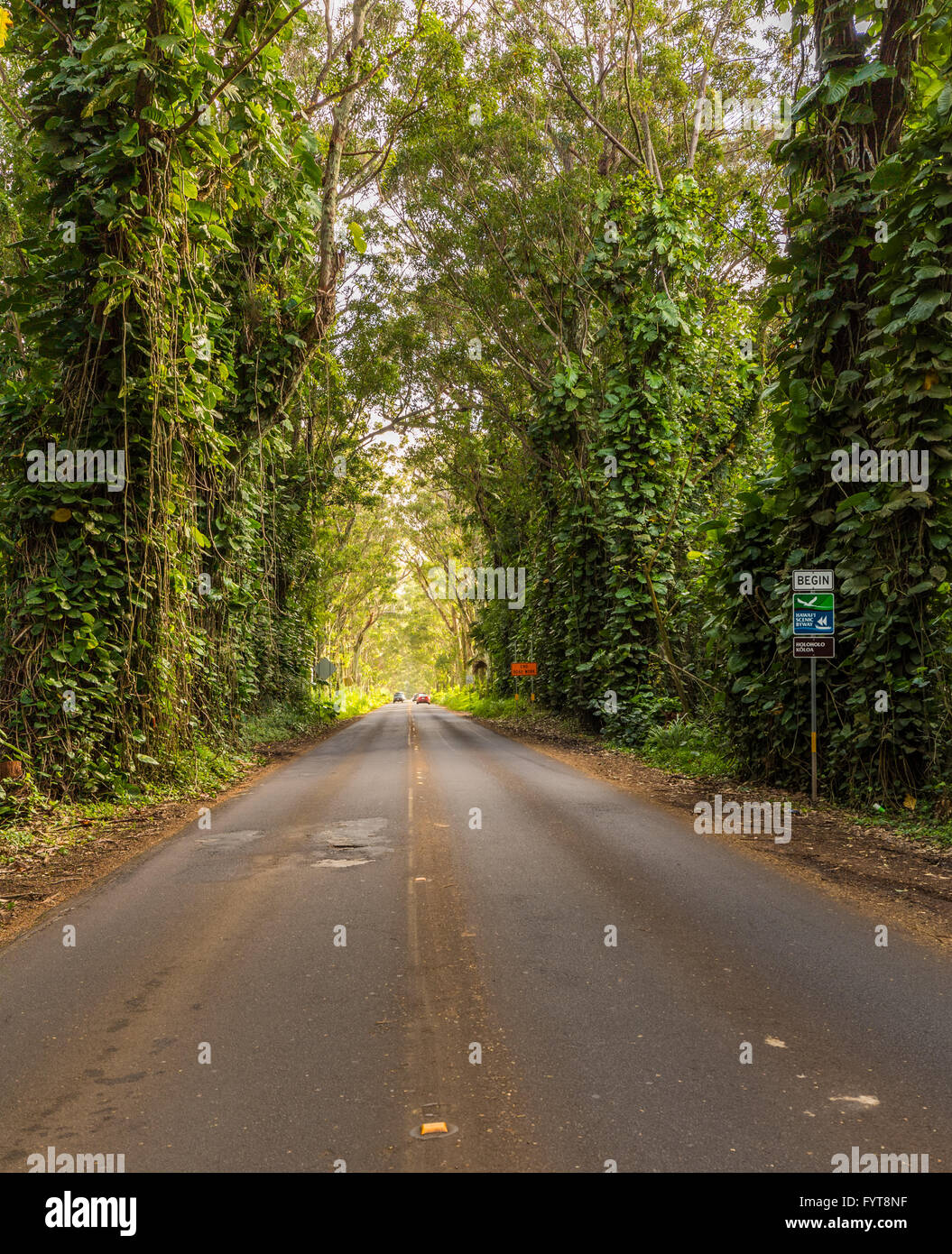 Famous Tree Tunnel of Eucalyptus trees Stock Photo - Alamy
