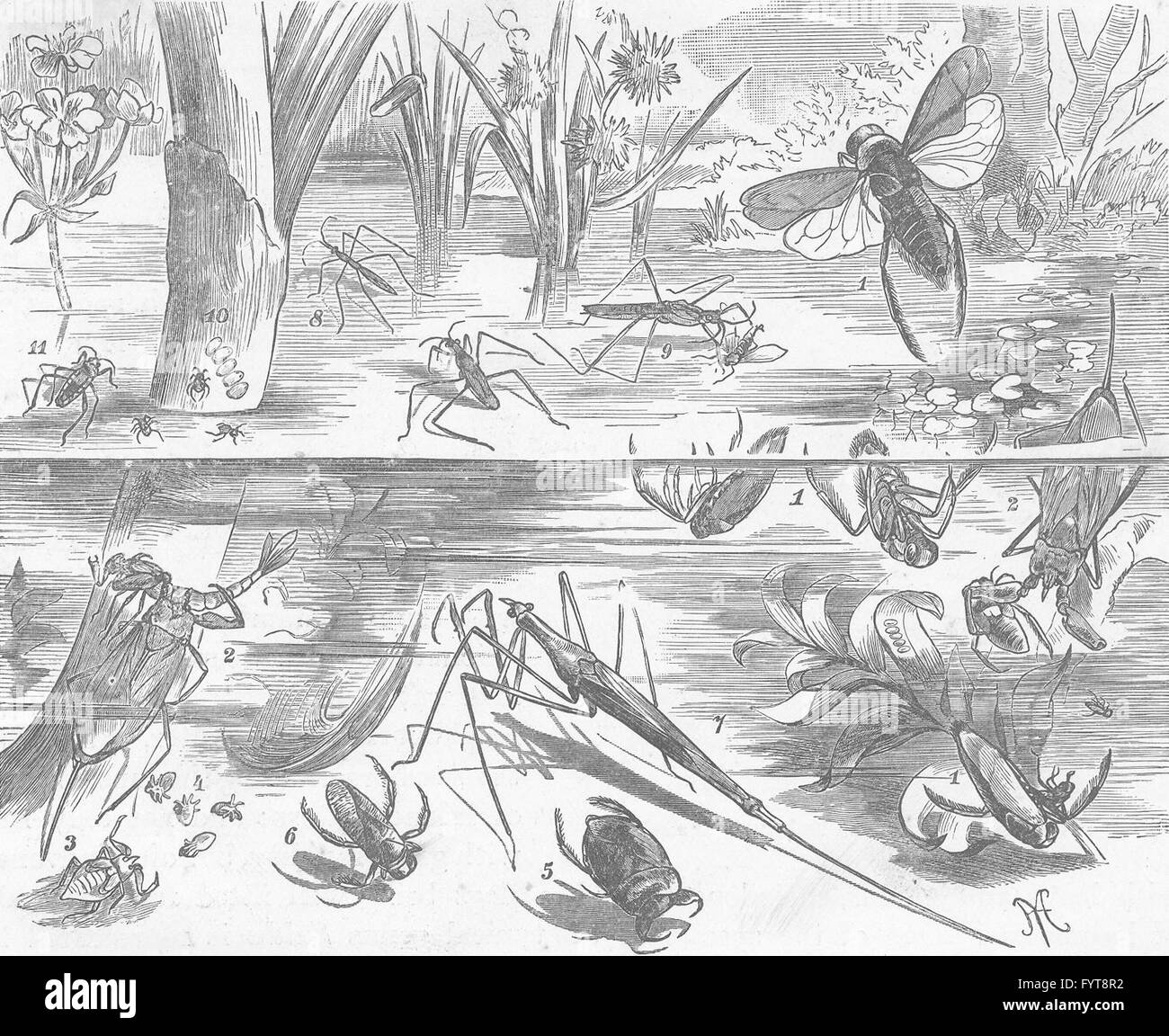 INSECTS: Common British water-bugs, antique print 1896 Stock Photo - Alamy