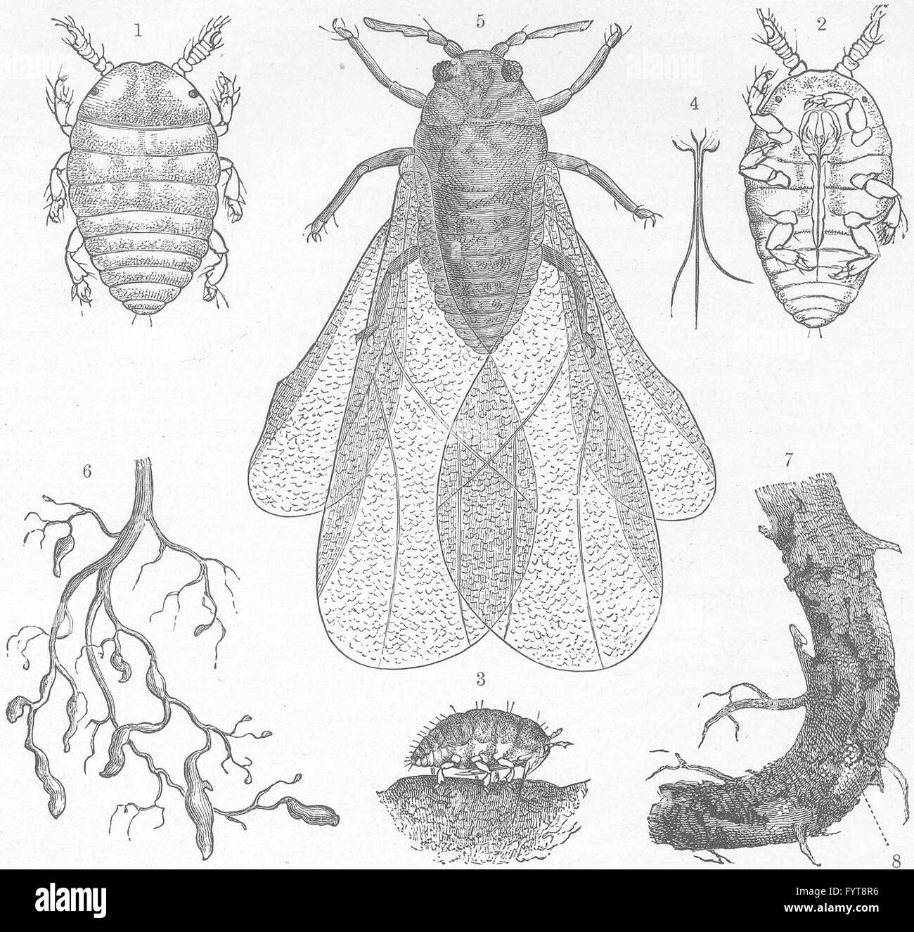 Vine engraved hi-res stock photography and images - Alamy