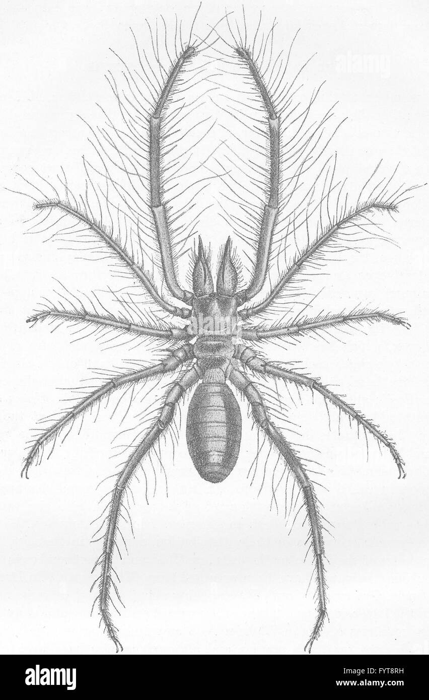 INSECTS: Male of Persian false spider, Galeodes, antique print 1896 ...