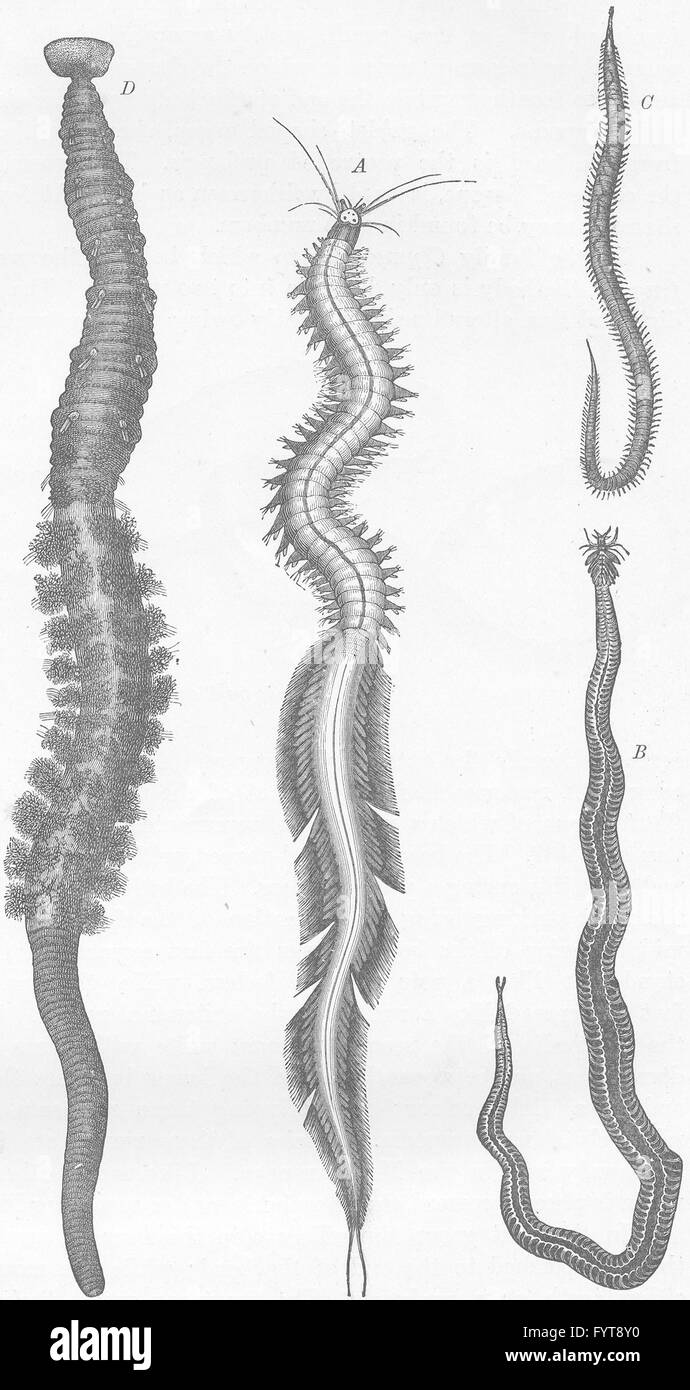 Annelids hi-res stock photography and images - Alamy