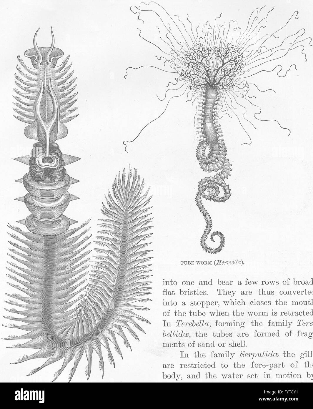 Chaetopterus Diagram