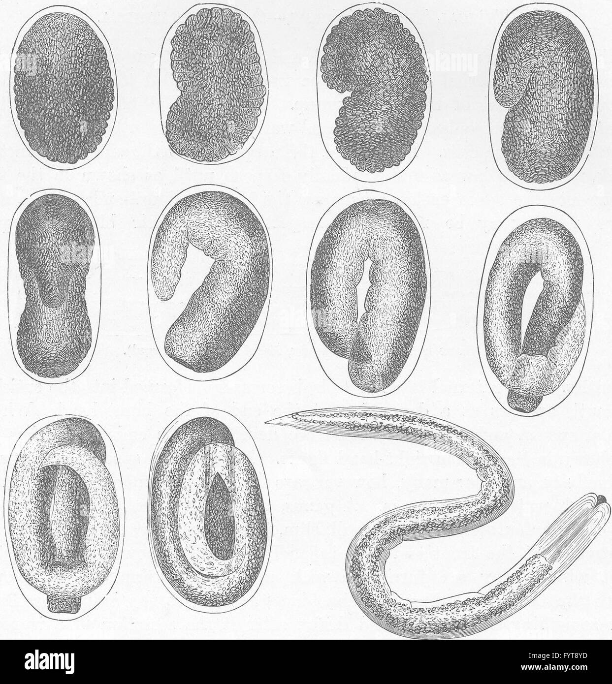 ANIMALS: Development of thread-worm, Nematoxys, antique print 1896 ...