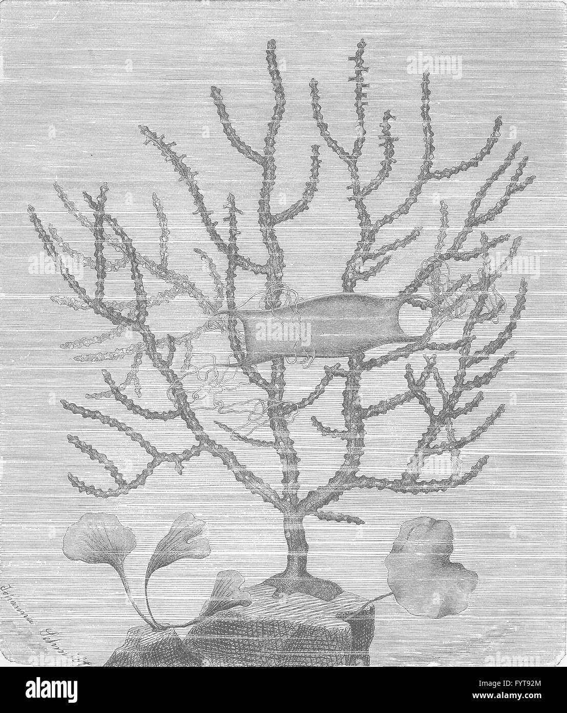 Coelenterata Gorgonia Diagram