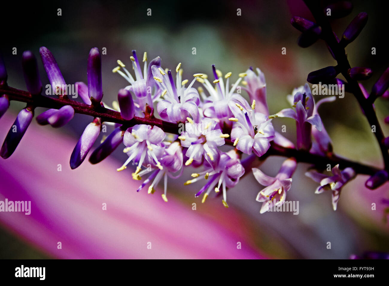 Cordyline fruticosa hi-res stock photography and images - Alamy